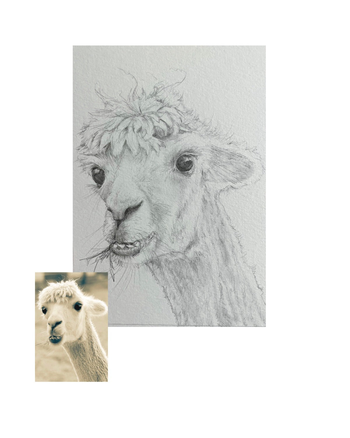 Pet Portrait Sketch, Custom Animal Drawing, Dog Portrait from Photo, C ...