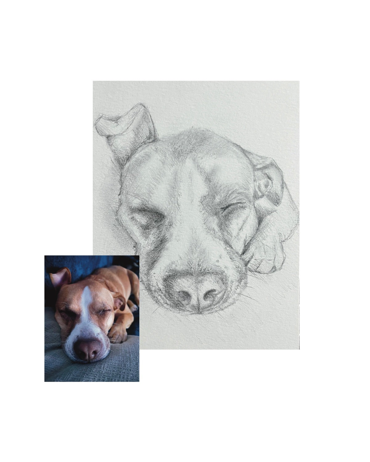 Pet Portrait Sketch, Custom Animal Drawing, Dog Portrait from Photo, C ...