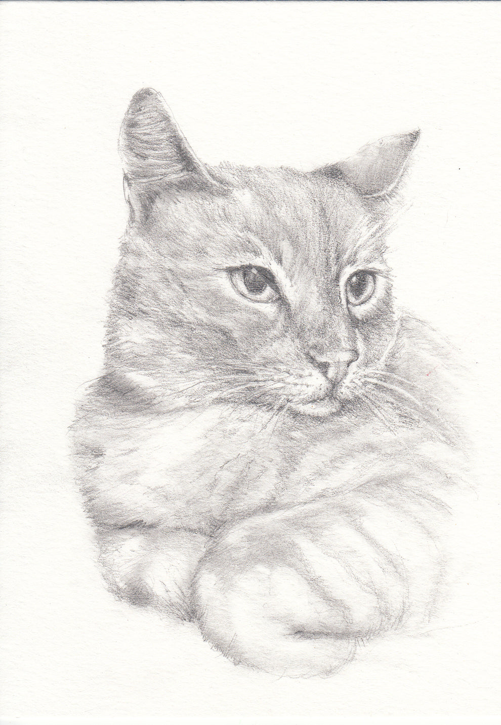 Pet Portrait Sketch, Custom Animal Drawing, Dog Portrait from Photo, C ...